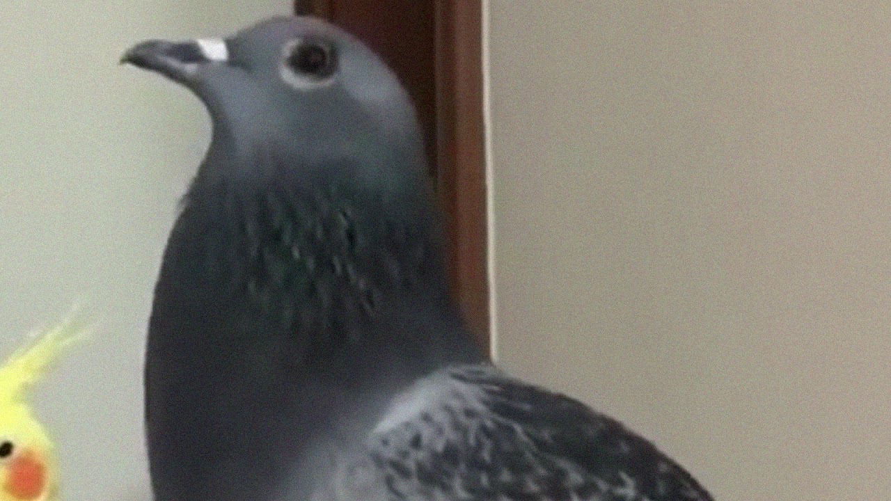 pombo eh fofo e faz pru - YouTube