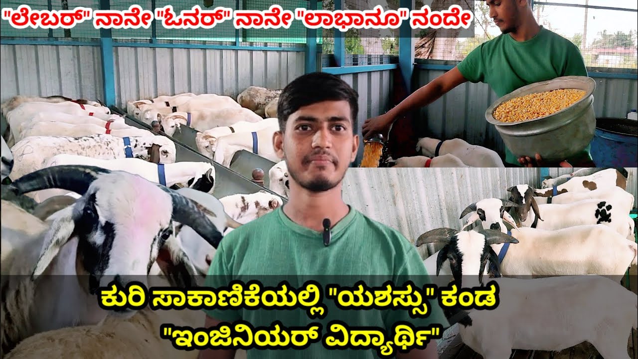 "ಕುರಿ" ಸಾಕಾಣಿಕೆಯಲ್ಲಿ "ಯಶಸ್ಸು" ಕಂಡ ಇಂಜಿನಿಯರ್ ವಿದ್ಯಾರ್ಥಿ | Yalaga Sheep ...
