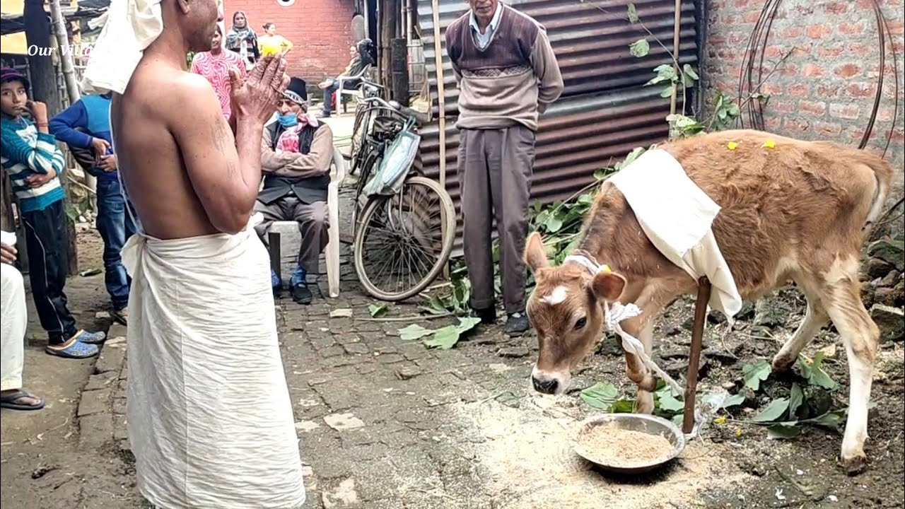 Cow Puja video & Cow sounds effect moo || Indian cow puja goo dan video ...