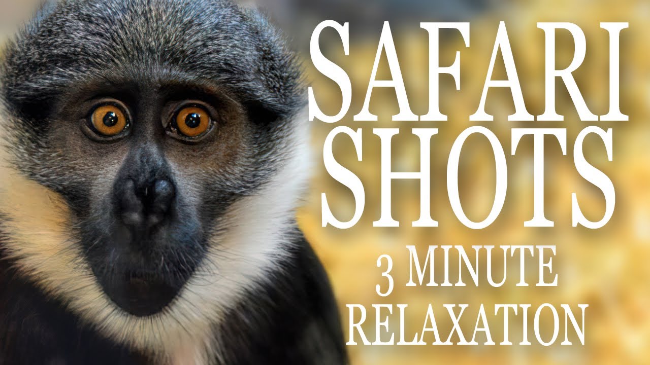 RELAXING WILD ANIMALS Beautiful African Safari Photography & Calming ...