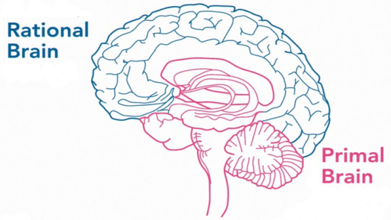 Trading Psychology and The Primal Brain [Our Unintentional Inner ...