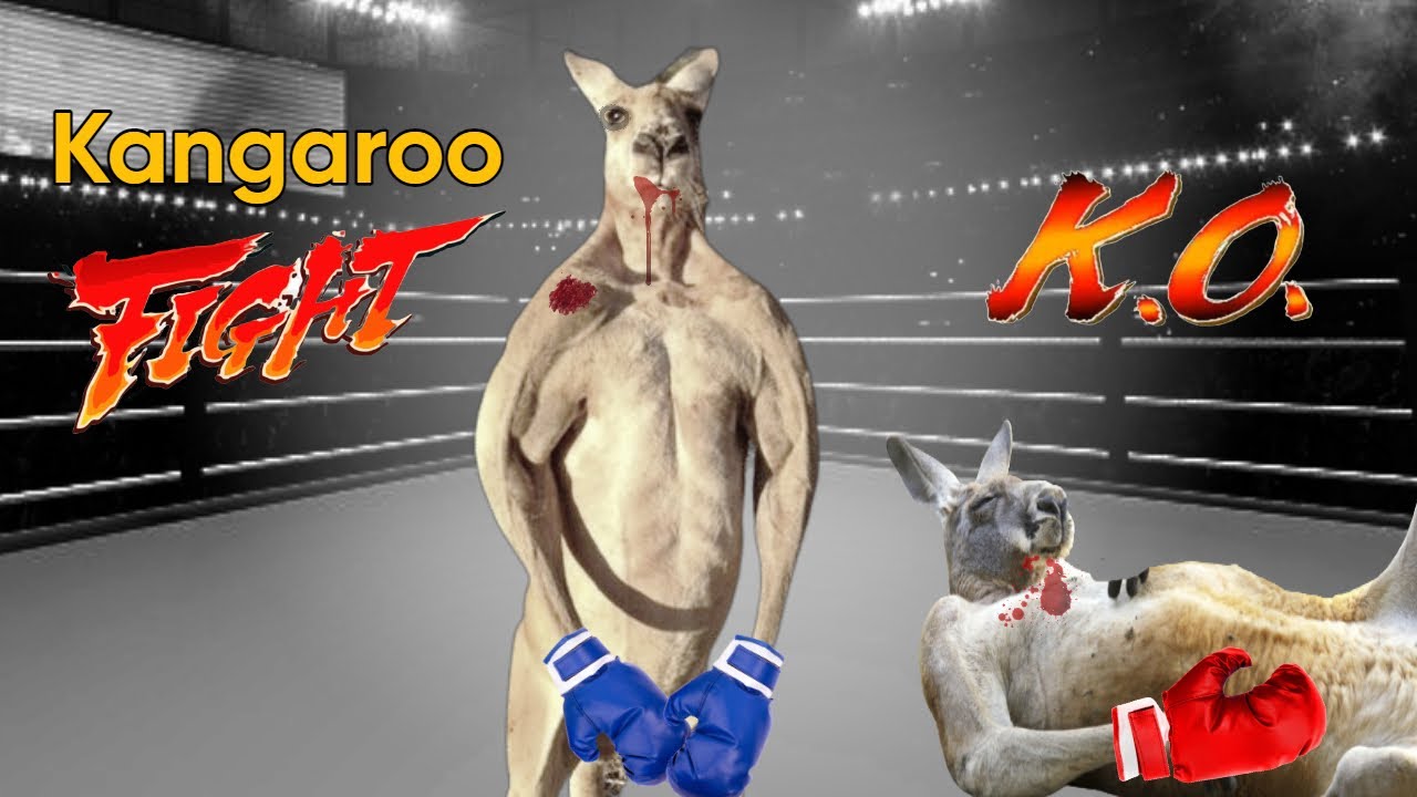 Top 10 Kangaroo Boxing Fight Videos Compilation - Crazy Wild Pet ...