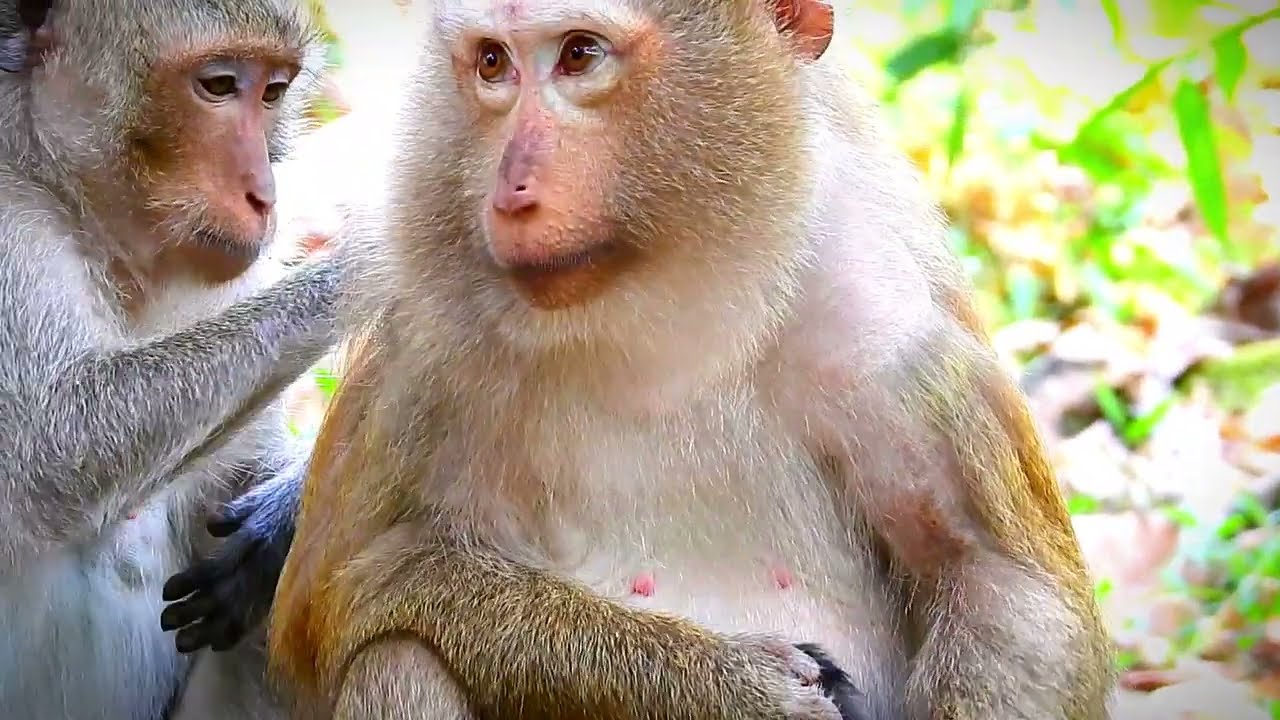 Elderly monkey - Rose monkey intends to capture both babies with love ...
