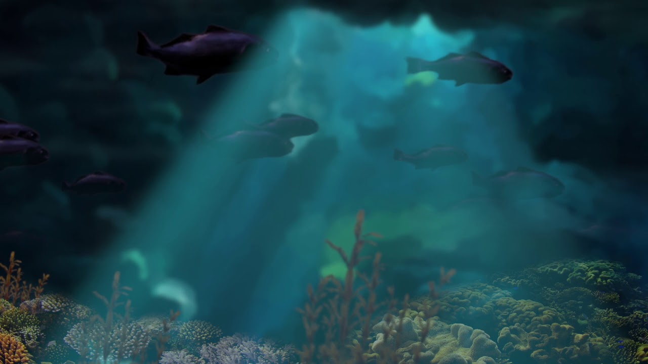 Underwater Whale, Dolphin and Ocean Sounds - Deeply Relaxing Underwater ...