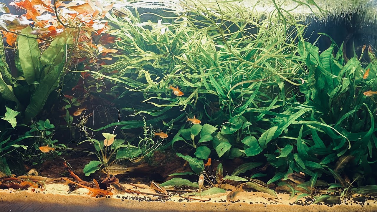 Tanie akwarium 60 litrów. - YouTube