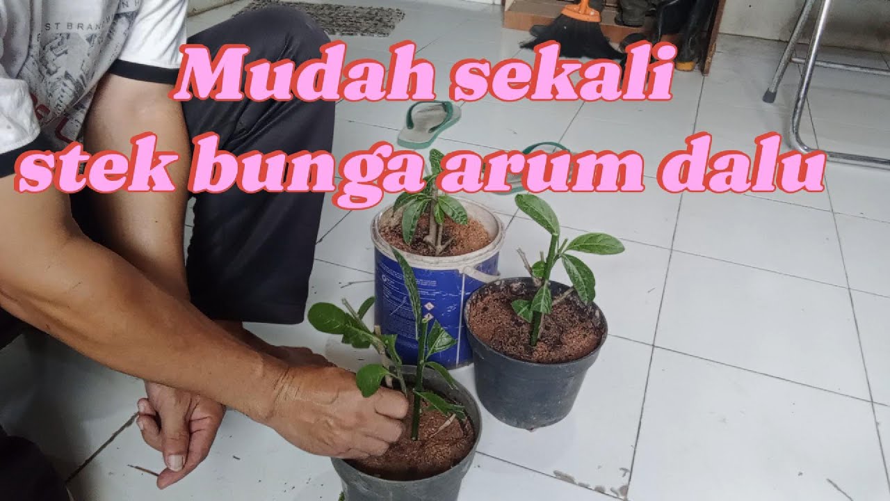 SANGAT MUDAH PERBANYAK TANAMAN BUNGA ARUM DALU DENGAN STEK BATANG TANPA ...