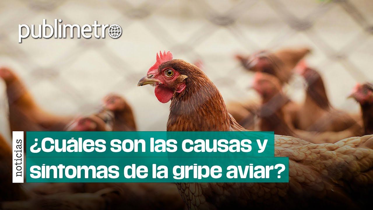 ¿Cómo se contagia y cuáles son los síntomas de la gripe aviar A(H5N2 ...
