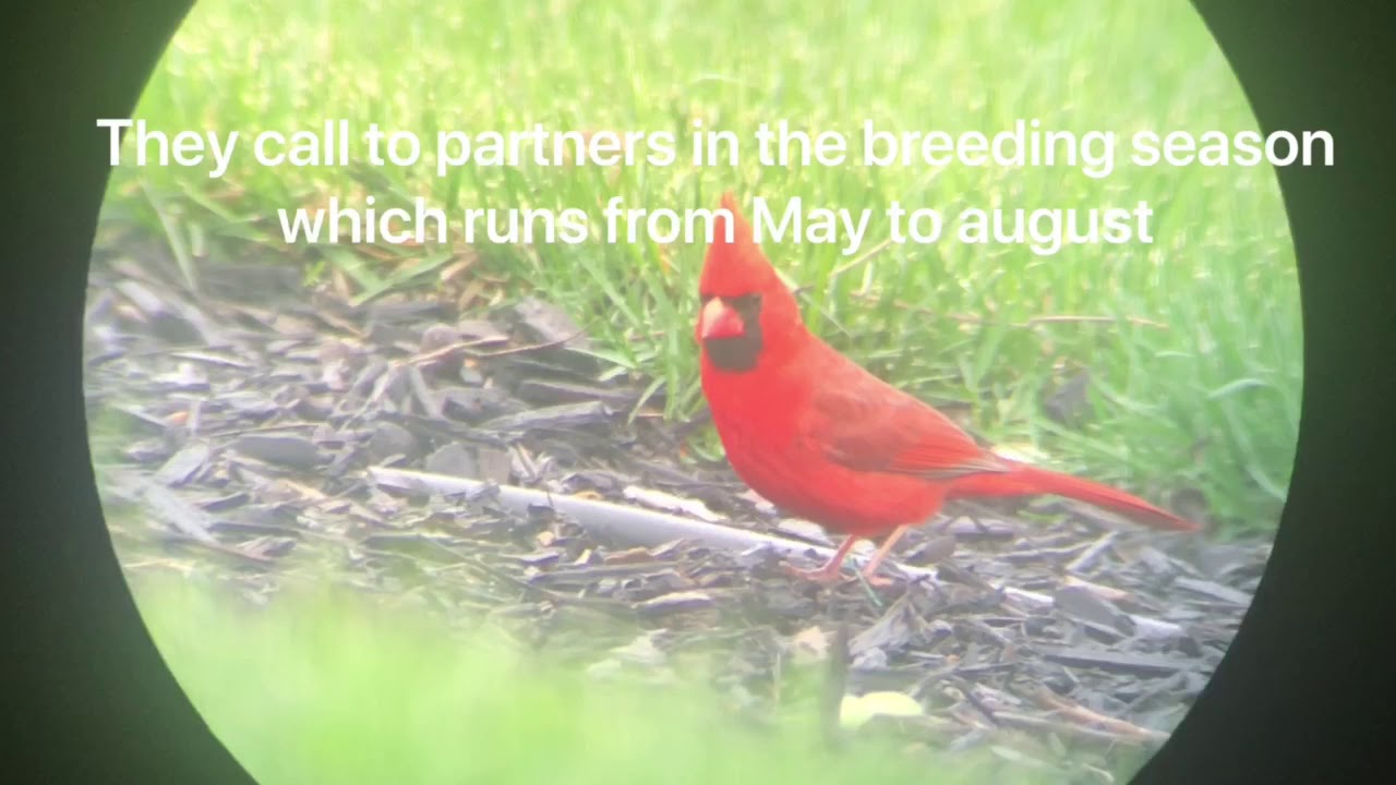Fun Facts About the Northern Cardinal - YouTube