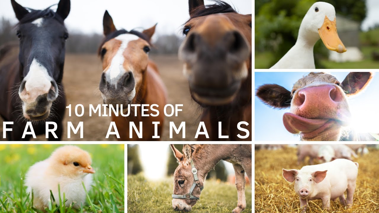 10 Minutes of Farm Animals - YouTube