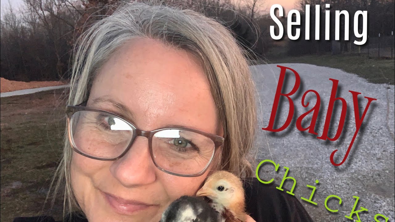 Selling Baby Chicks and Raised Garden Beds - YouTube