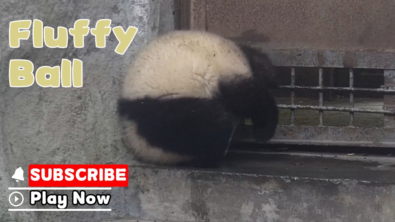 Panda Rolling Itself Into A Fluffy Ball | iPanda - YouTube