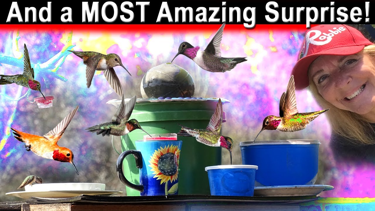 100's at Hummingbird Feeding Station, How to Attract to Feeder, Nectar ...
