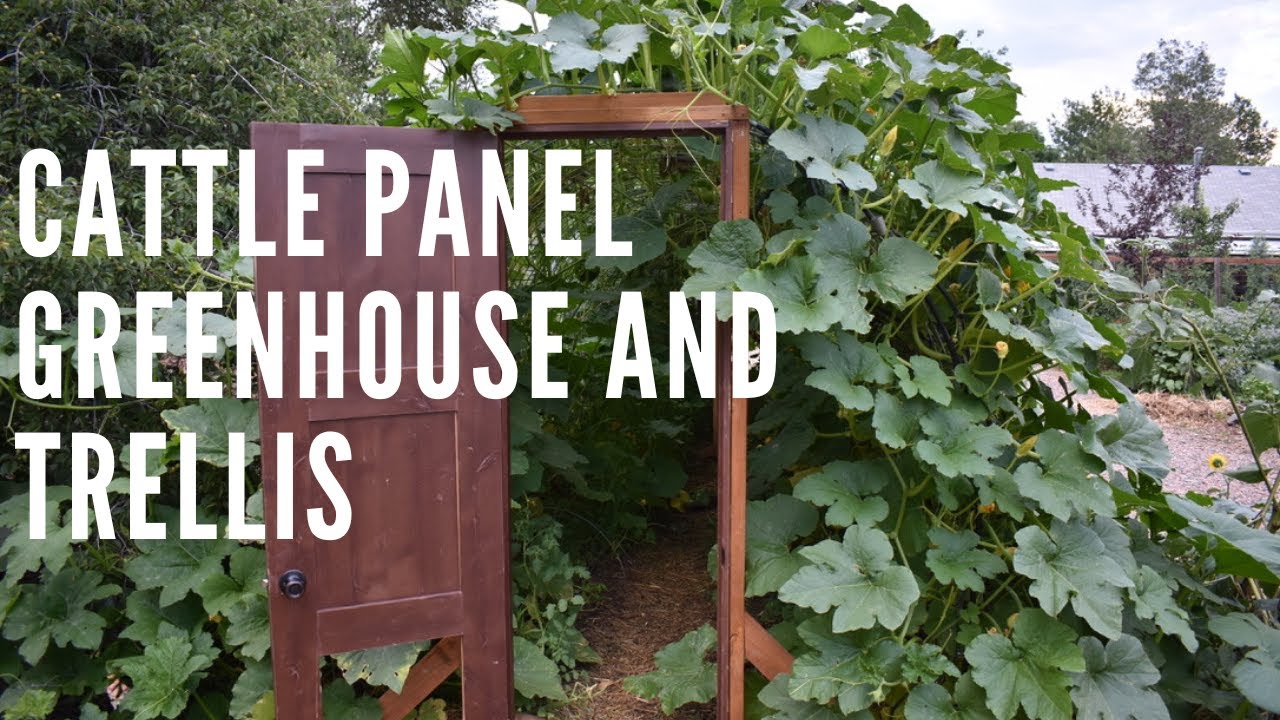 WEATHER-PROOF cattle panel greenhouse and trellis combo! - YouTube