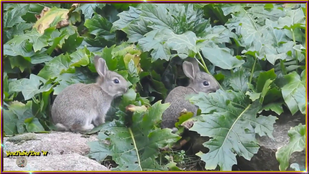 𝐖𝐢𝐥𝐝 𝐁𝐚𝐛𝐲 𝐑𝐚𝐛𝐛𝐢𝐭𝐬~𝐒𝐨 𝐂𝐮𝐭𝐞 / 𝐖𝐢𝐥𝐝𝐥𝐢𝐟𝐞 𝐢𝐧 𝐌𝐲 𝐁𝐚𝐜𝐤𝐲𝐚𝐫𝐝 - YouTube