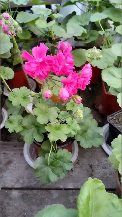 Пеларгония Ирида за роскошь🌺🌺🌺 #теплица #сад #огород - YouTube