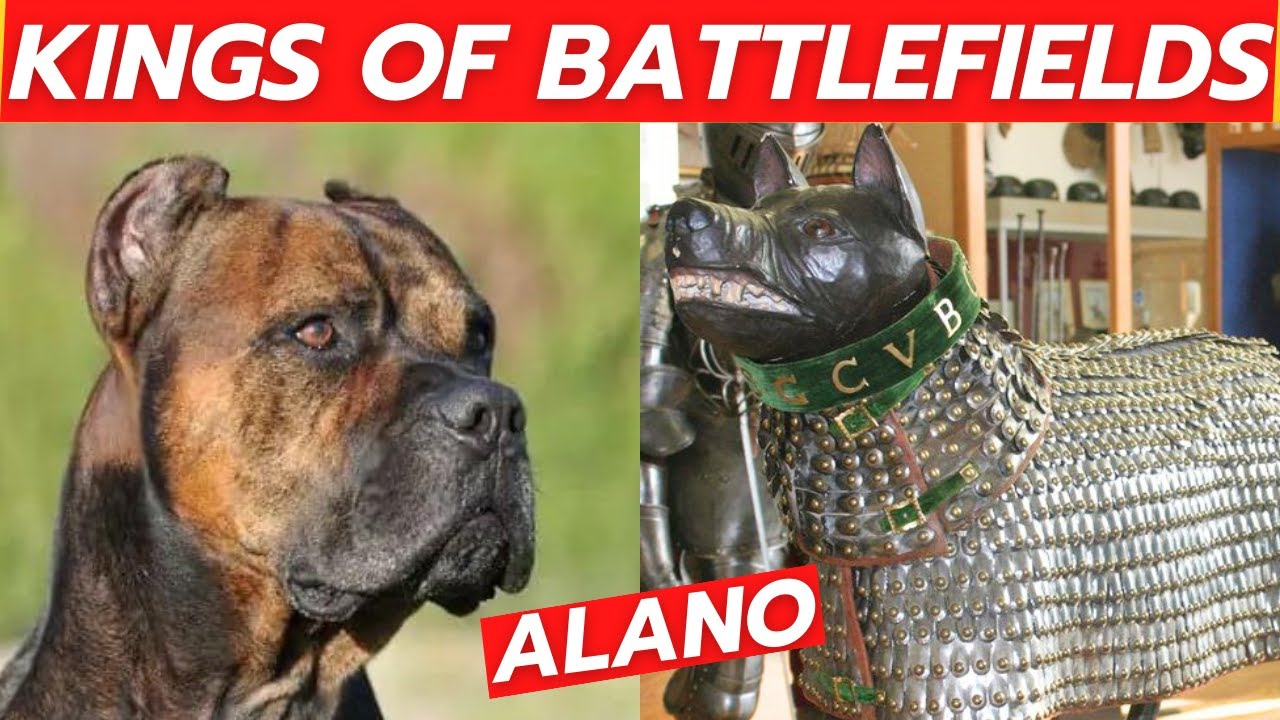 ALANO dog breed - YouTube