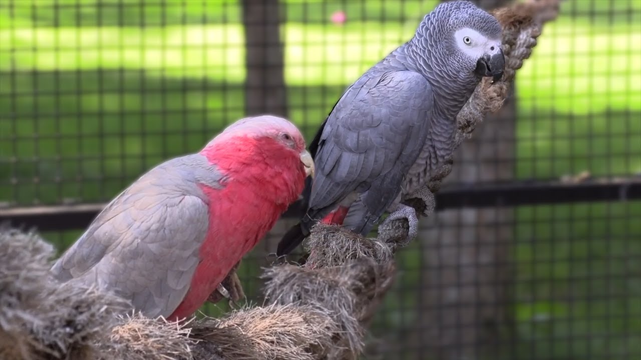 Grey Cockatoo
