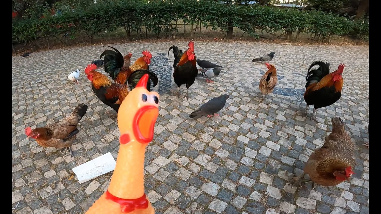 Rubber chicken talks with Roosters - YouTube