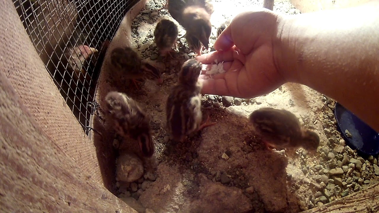 Mis Pollitos De Guineas En su Tercer Dia de Nacido i le Pito Como una ...