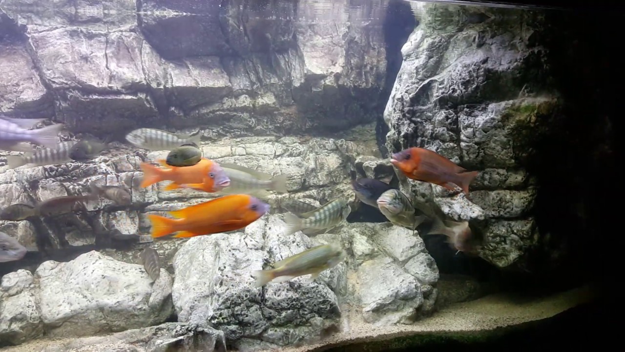 Petrochromis Red Bulu point, petrochromis Texas Bulu Point F1, Tropheus ...