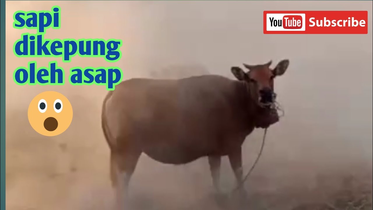 begini cara ngusir lalat di sapi@pando farm - YouTube