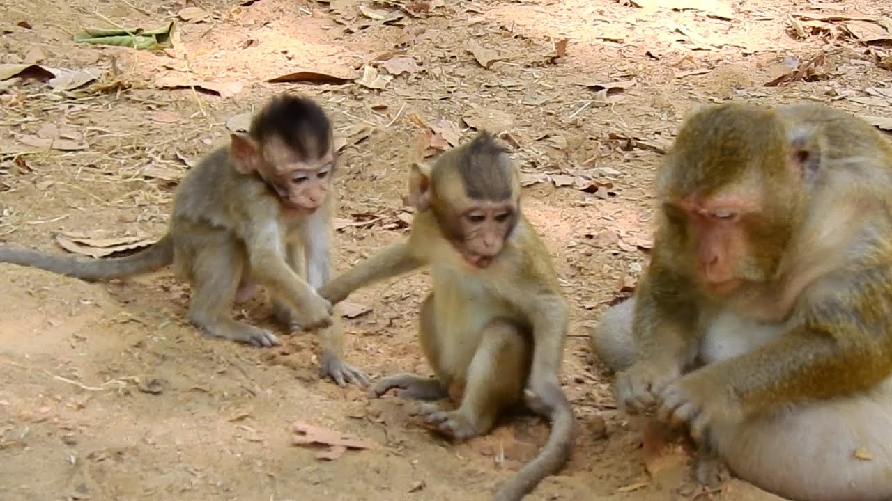 Adorable baby monkey find little feed on earth - YouTube