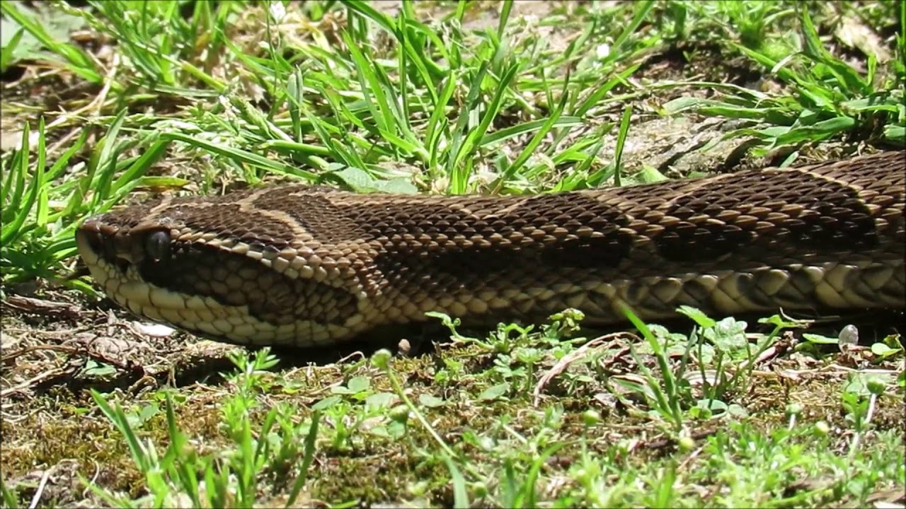 Yarará grande (Bothrops alternatus). - YouTube
