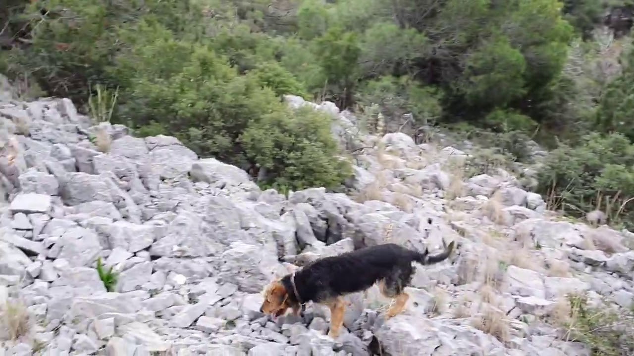 κυνηγι λαγου. Σκυλαρες μου σας βγάζω το καπέλο . - YouTube
