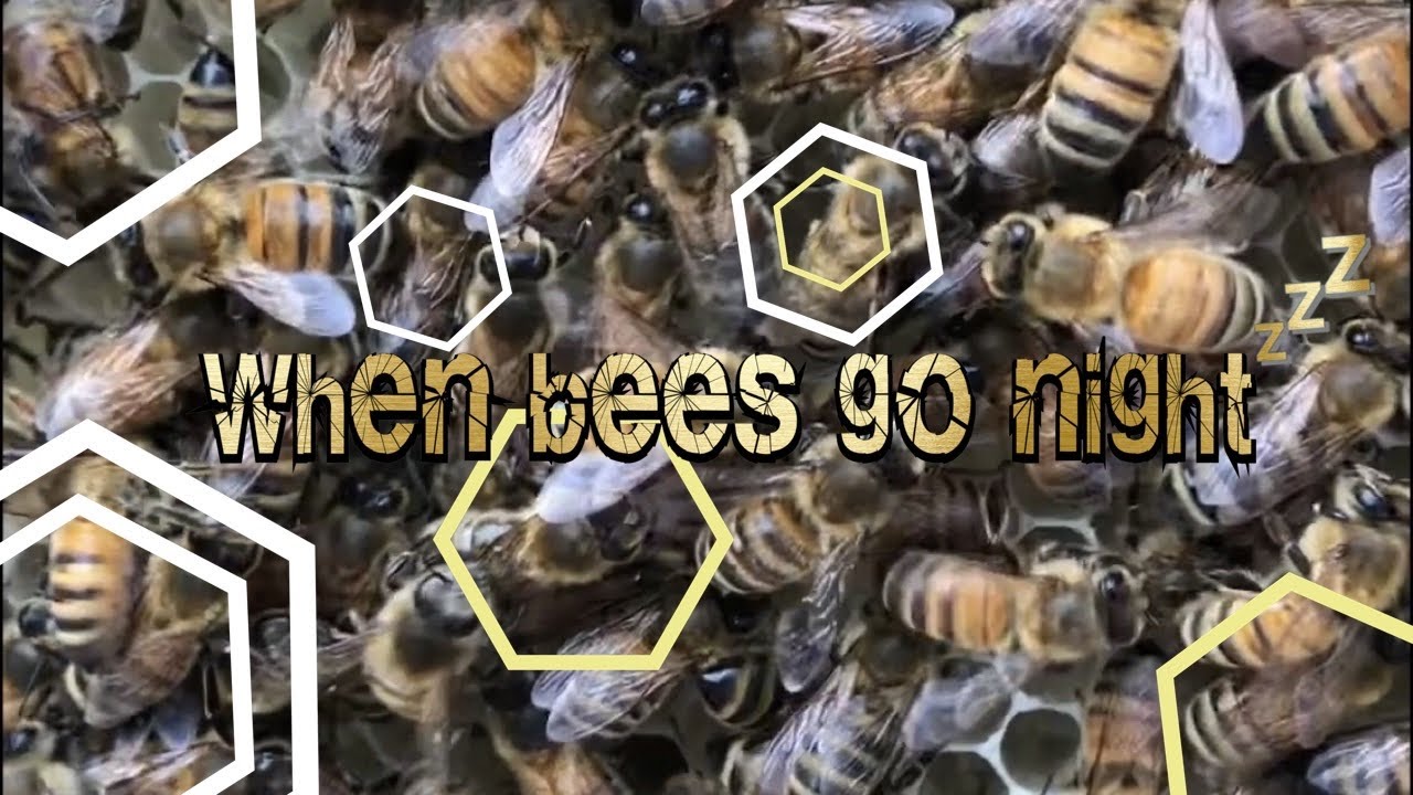 B-E-Z Beekeeping - Bees going night night - YouTube