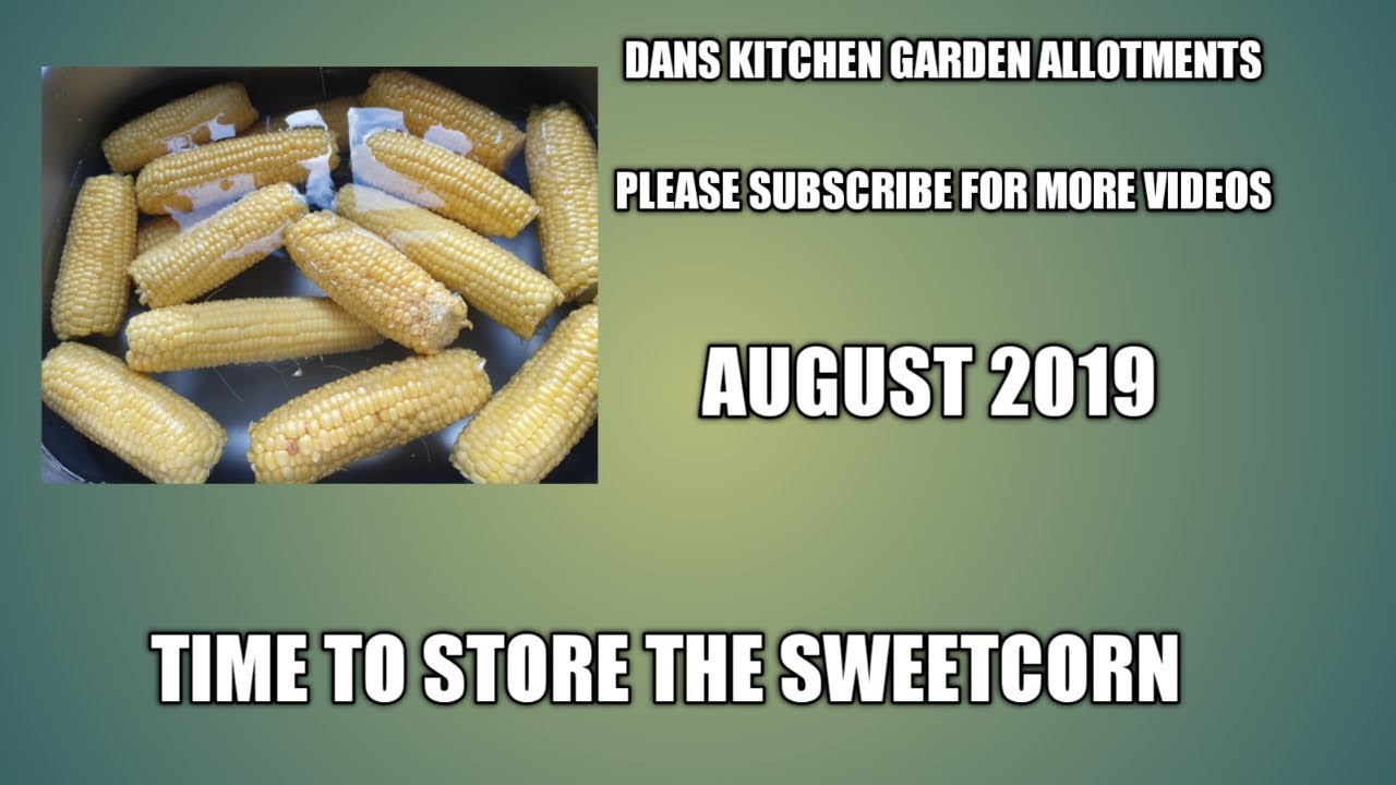 Harvesting and storing sweet corn from the allotment - YouTube
