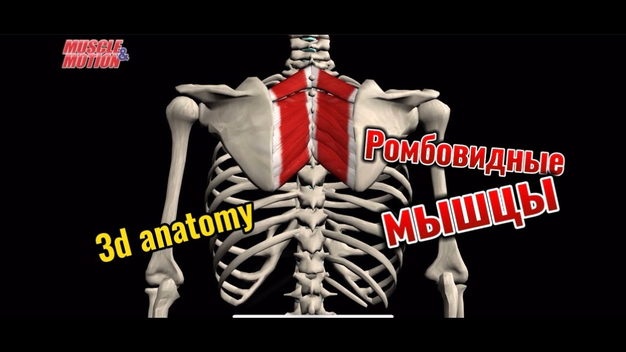 Ромбовидная мышца. 3d anatomy. MUSCLE MOTION - YouTube