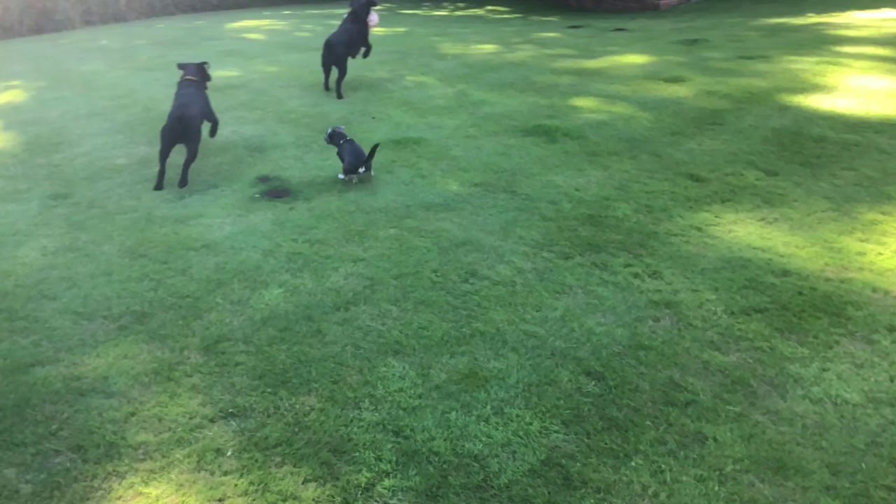 Slow motion running dogs - YouTube