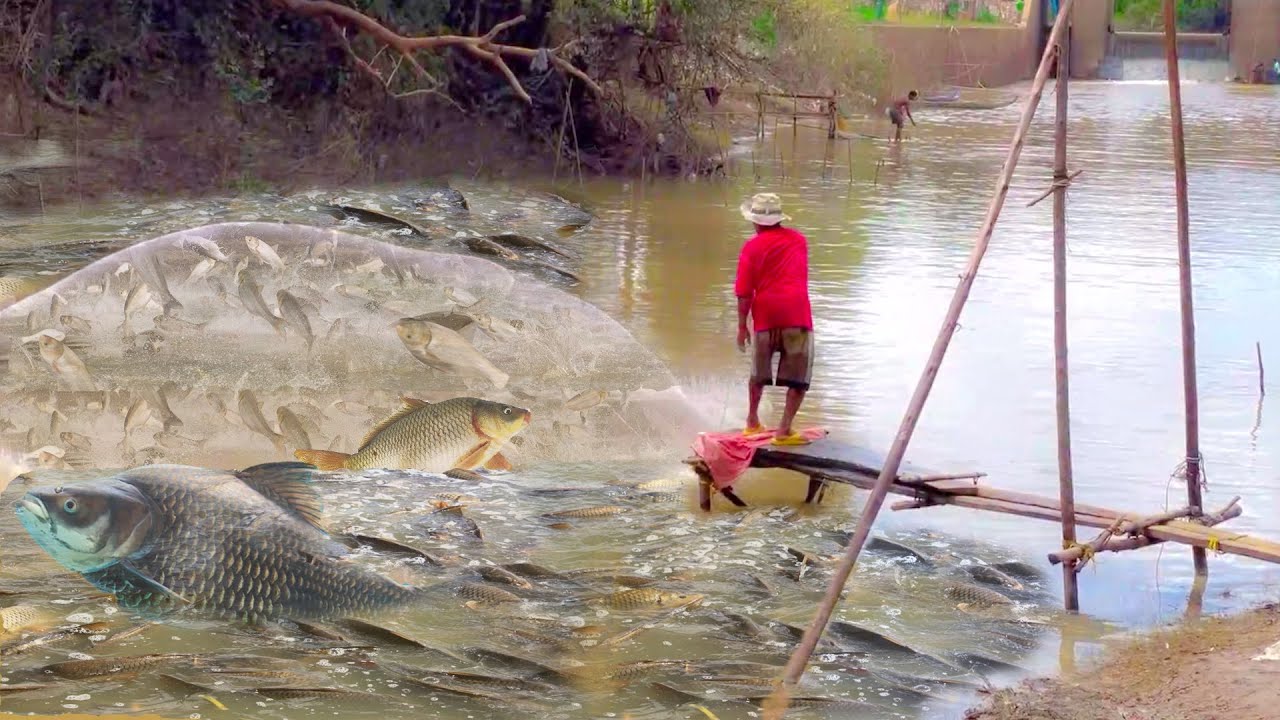 Fisherman Cast Net Fishing Real Life Amazing Fishing At Countryside ...
