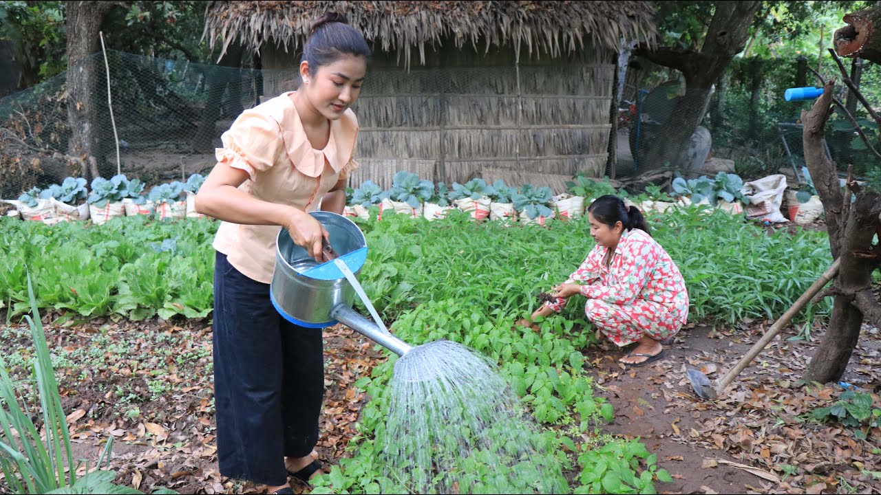 Countryside Life TV : Healthy food cooking / Harvest vegetable from ...