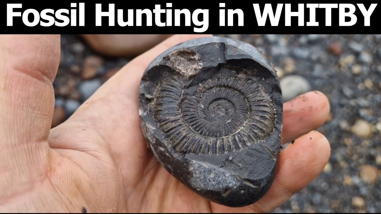 #fossilhunting in #whitby Yorkshire coast for jurassic fossils - YouTube
