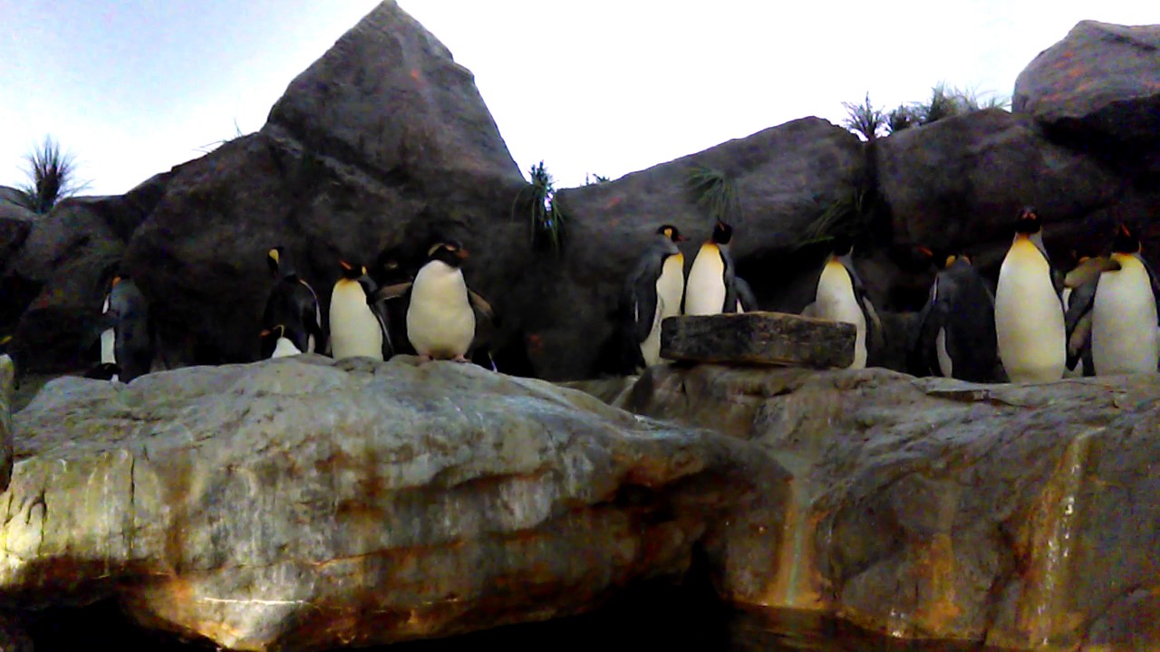 Penguins at St Louis Zoo - YouTube