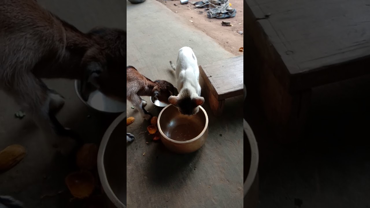 Cat and gort - YouTube