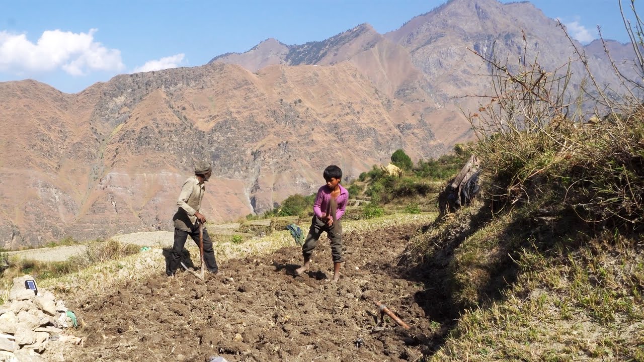 dharme brother's is helping to village's uncle to dig farm field ...