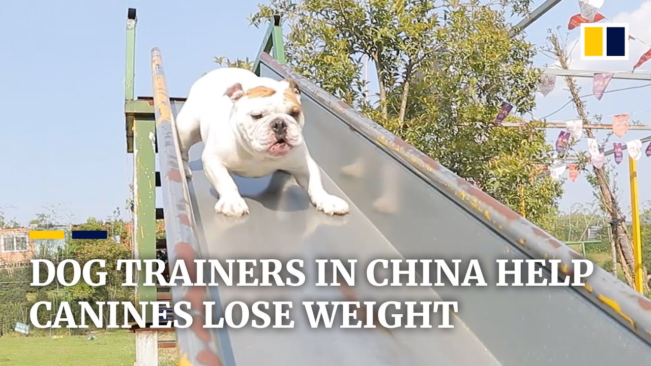 The dog trainers in China who help canines lose weight - YouTube