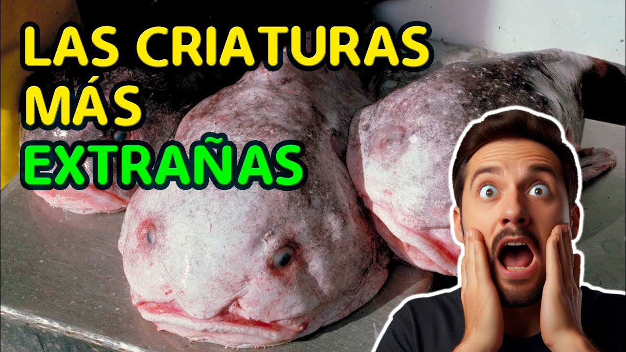 Las 5 CRIATURAS MÁS EXTRAÑAS y asombrosas del planeta - YouTube