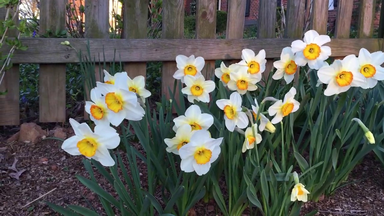 Flower Record Daffodils Near Peak Bloom, Zone 7b - YouTube