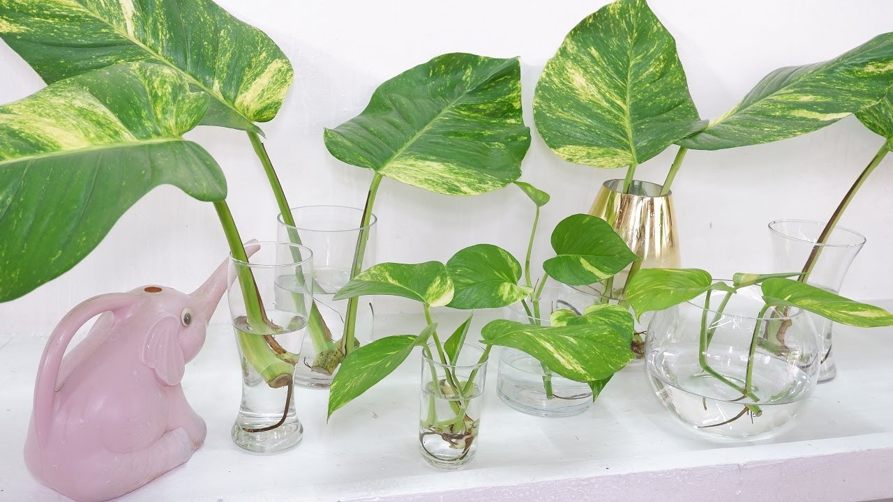 How to Arrange Giant Golden Pothos Stem Cuttings in Glass Vase for ...