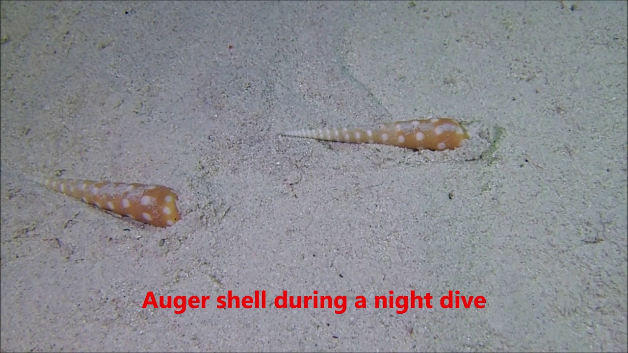 Auger shell racing - YouTube