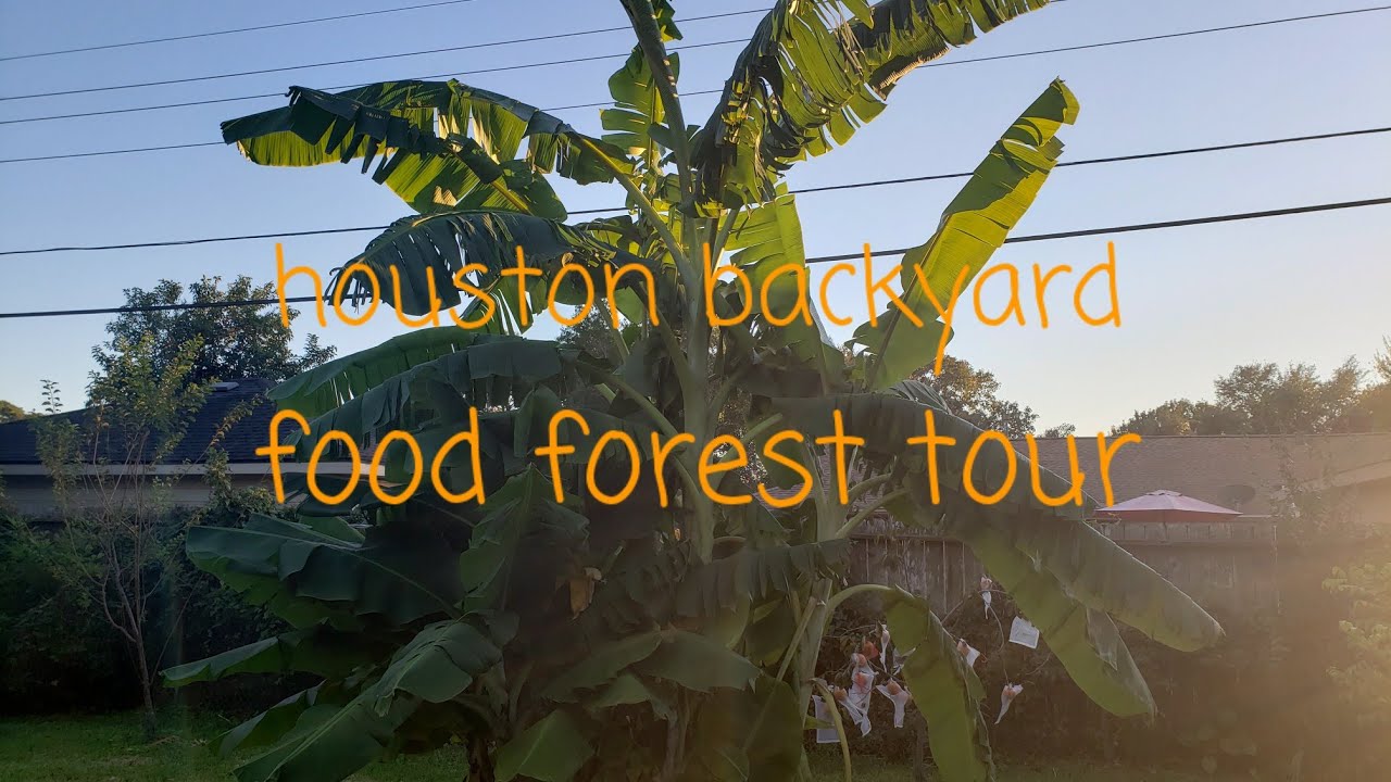 Houston Backyard Food Forest Tour | Fall 2021 - YouTube