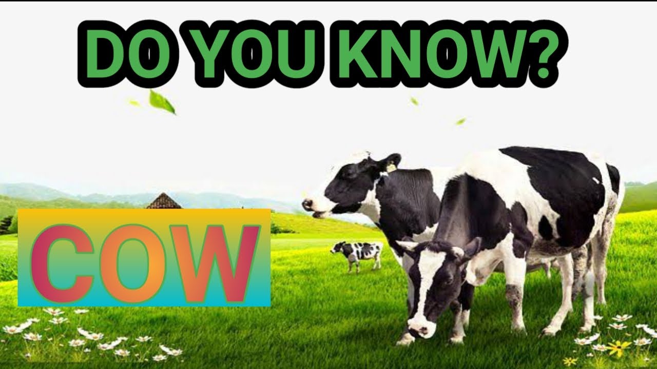 Cows- learn facts about cows in English for kids - YouTube