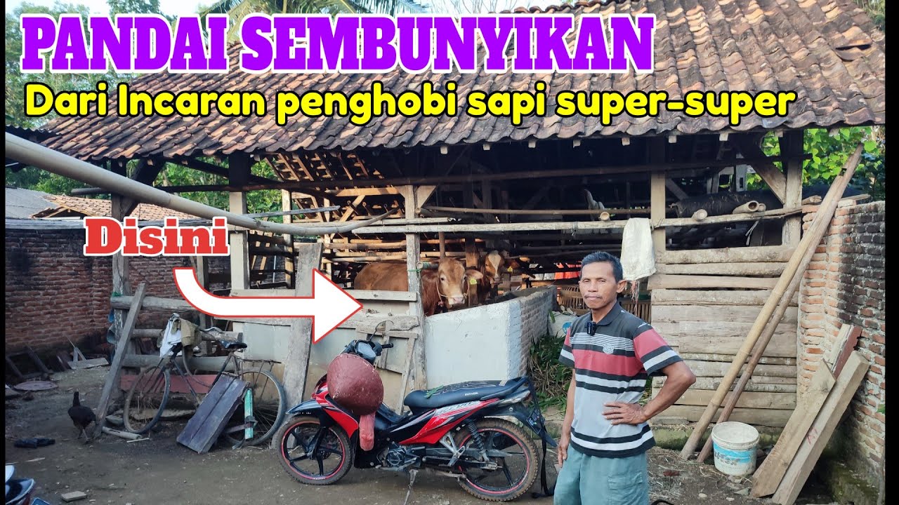 5 Tahun Pak Supri Sembunyikan Sapi Simental dan Limosin Super dari ...