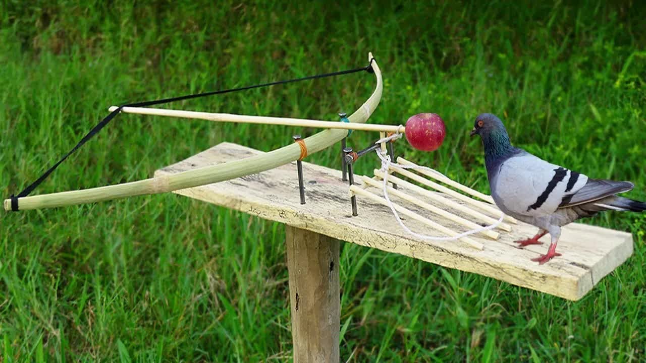 Build a Bird Trap with a Bow | Fantastic DIY Bird Trap - YouTube