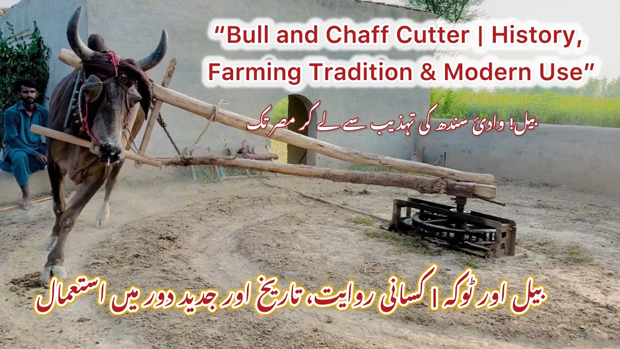 Bull and Chaff Cutter | History, Farming Tradition & Modern Use - YouTube
