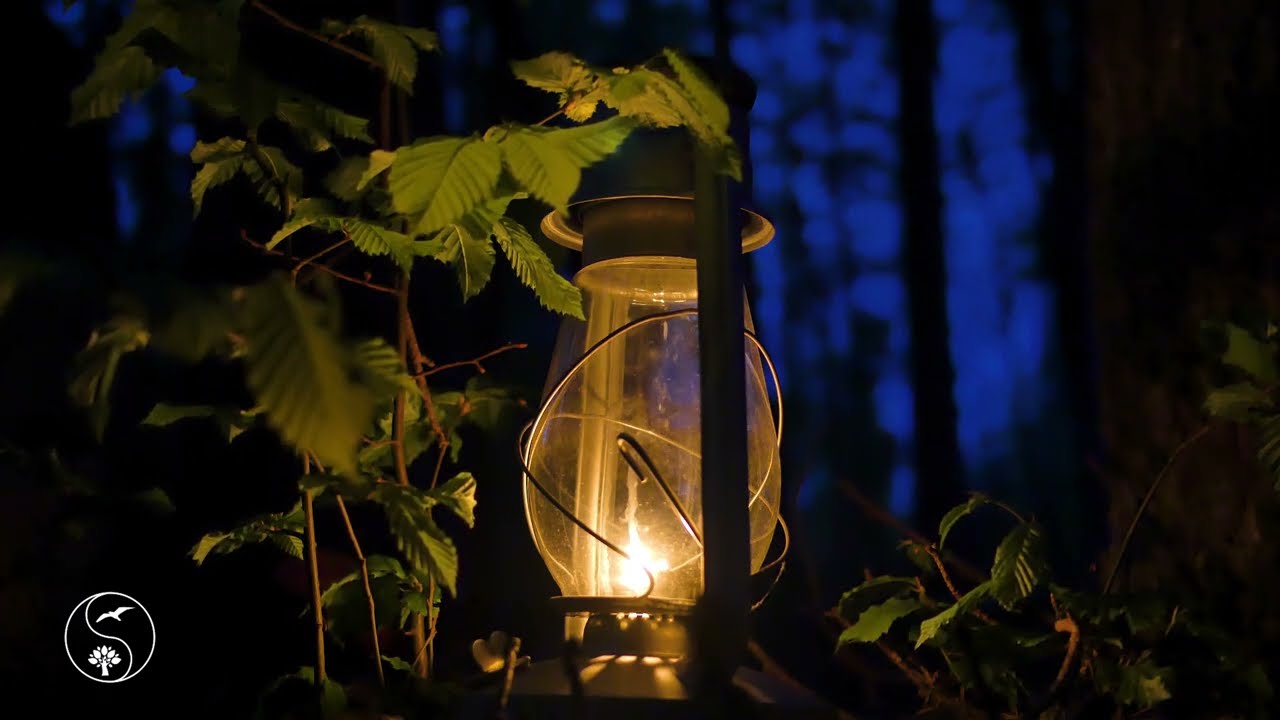 FOREST NIGHT. Cuckoo, birds, forest nightlife sounds for relaxing ...
