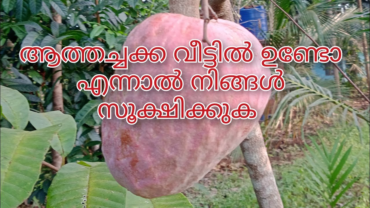 Athachakka. ആത്തച്ചക്ക. - YouTube